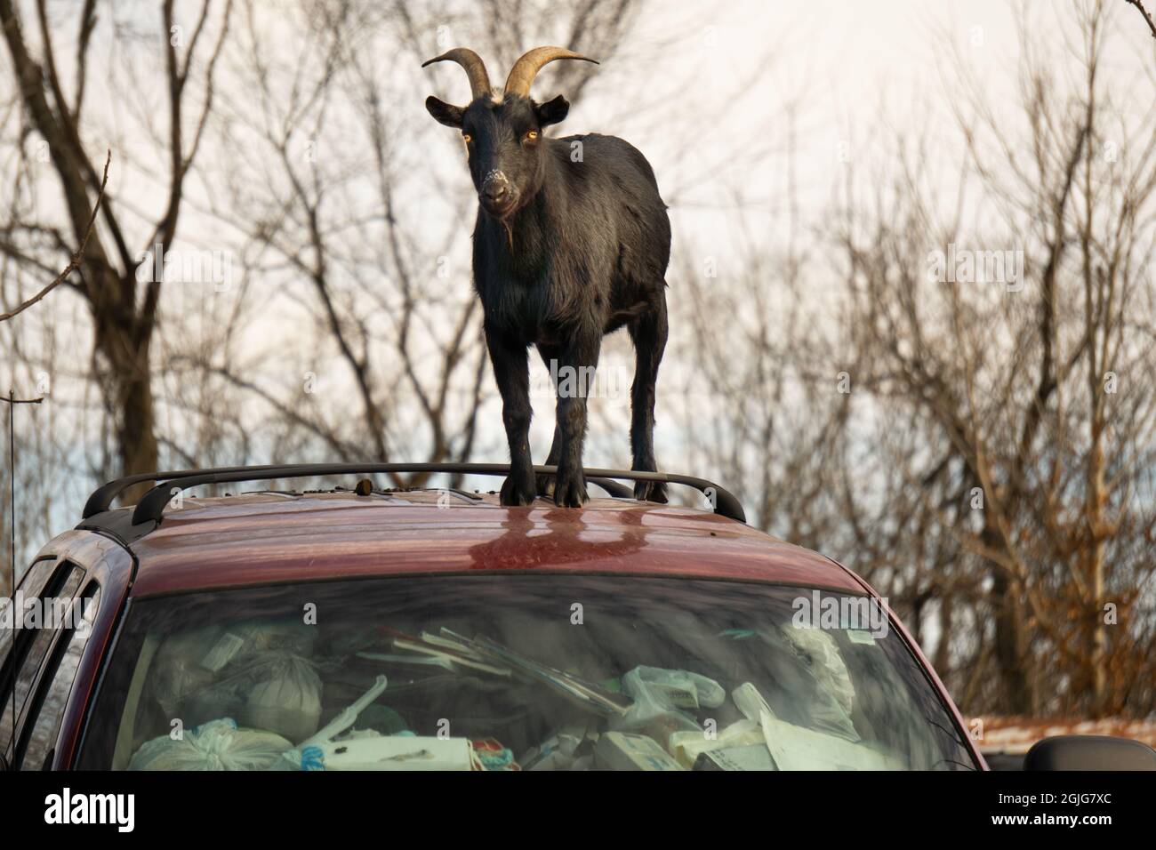 Horned black goat on top of a car Stock Photo - Alamy