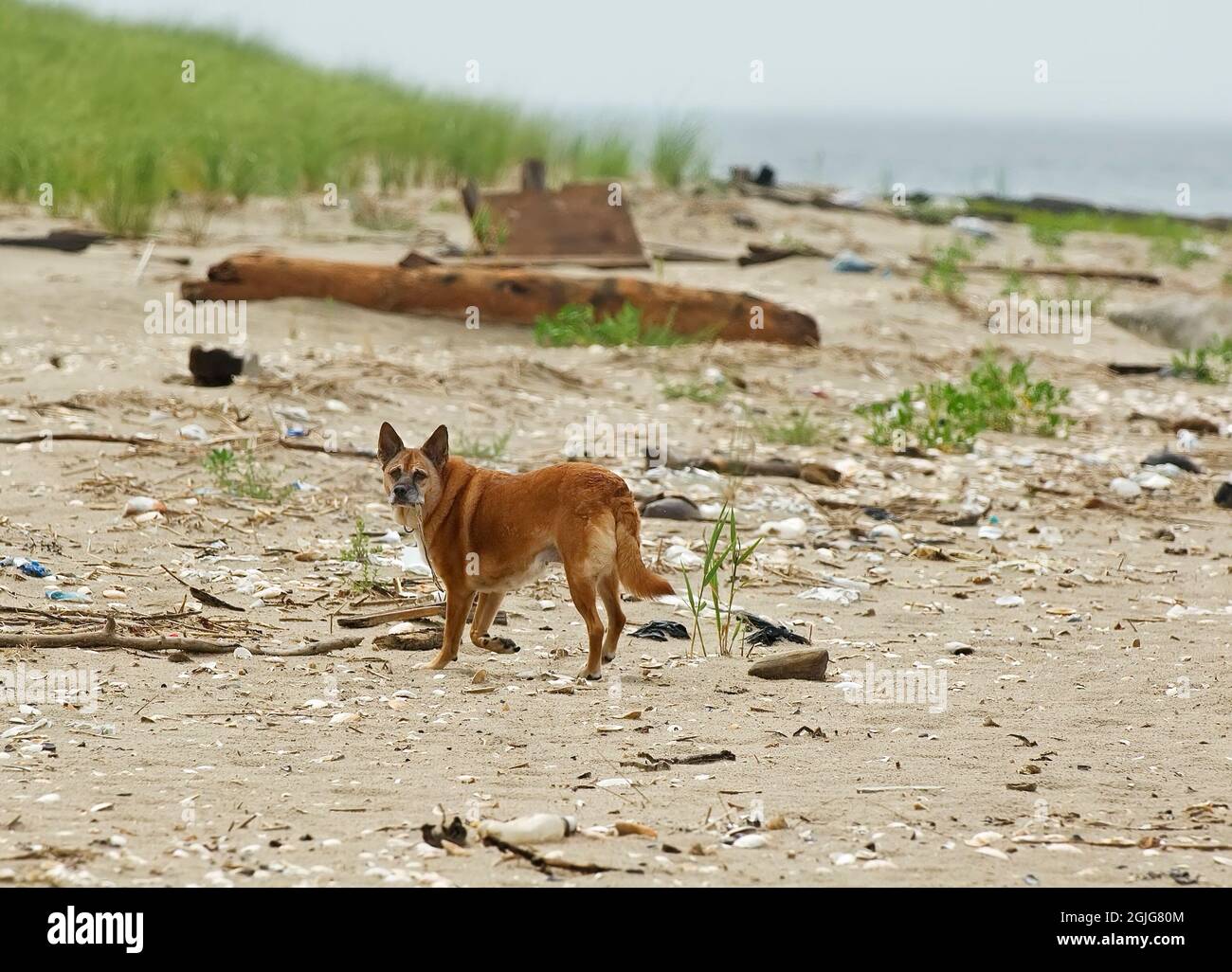 Feral - stray dog on littered beach landscape Stock Photo - Alamy