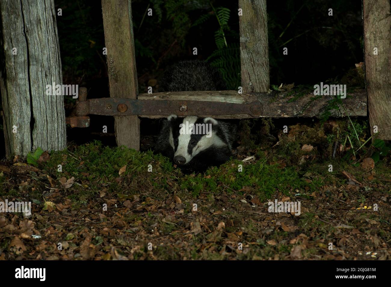 Badger (Meles meles), squeezing under woodland gate, Dumfries, SW ...