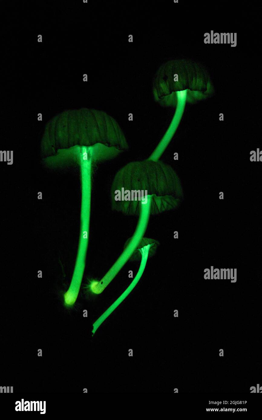 Mycena Singeri, a bioluminescent mushroom, grows in the Amazon of ...