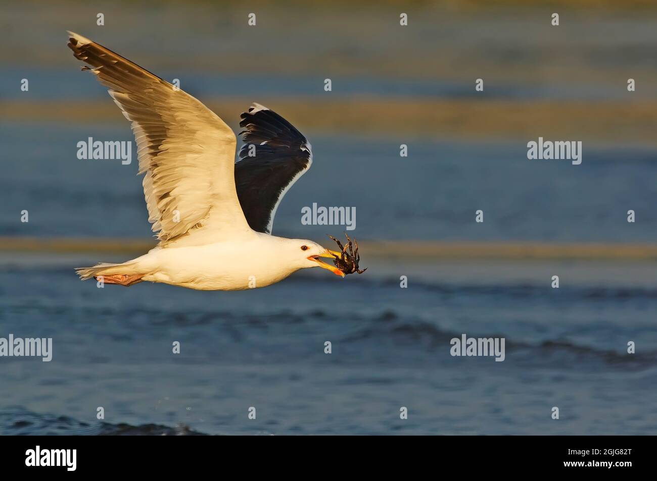 Great black-backed gull in flight Stock Photo - Alamy