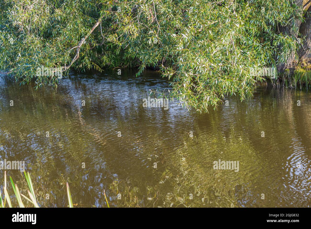 Beautiful nature landscape view. Green trees leaning over river water ...
