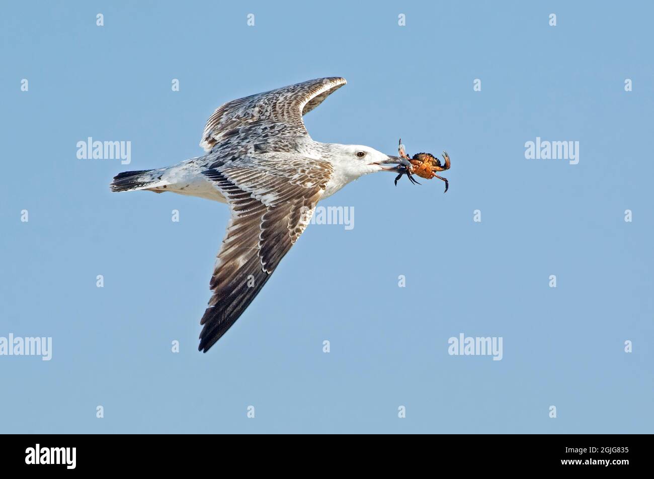 Great black-backed gull flight with crab prey Stock Photo - Alamy