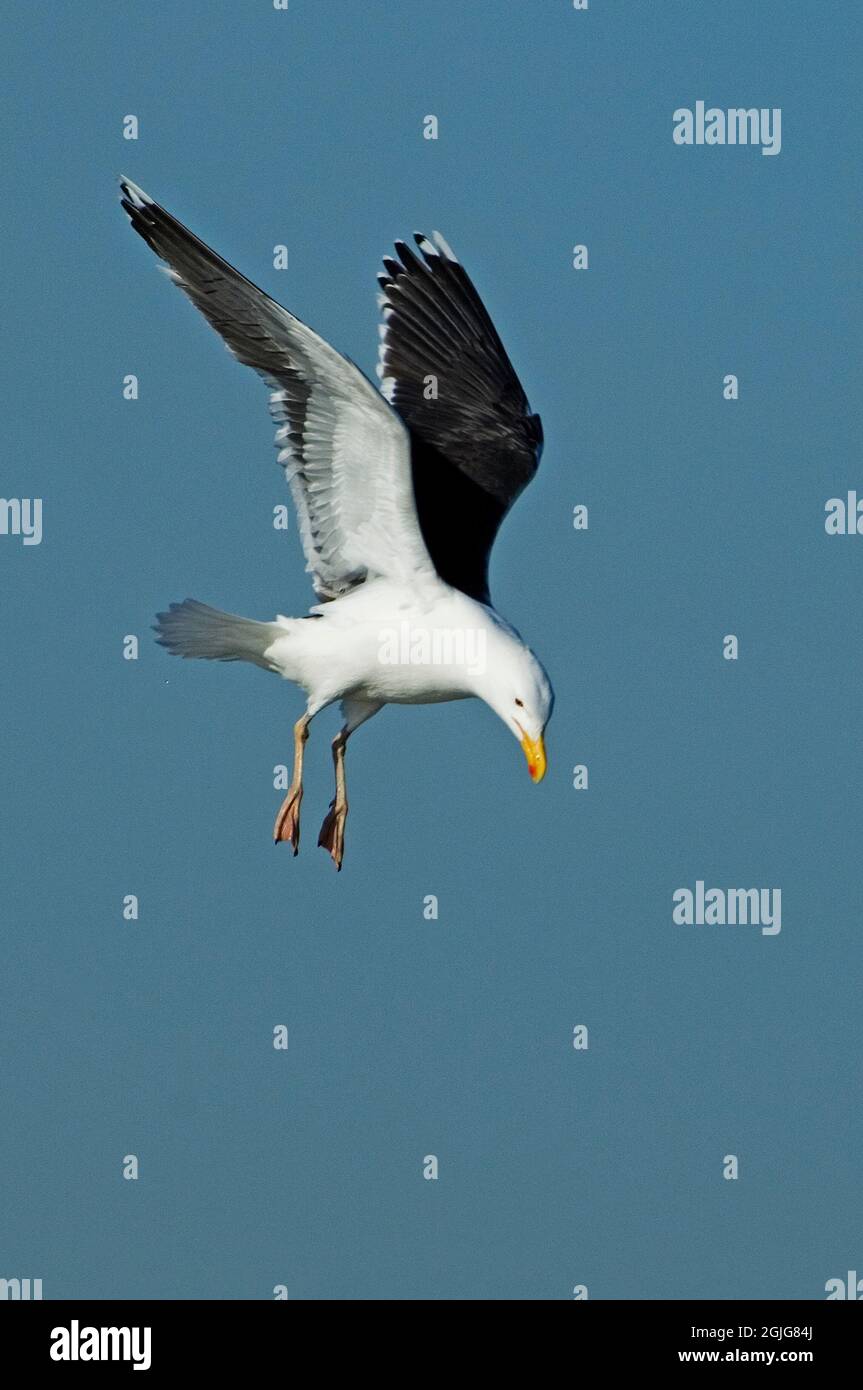 Great black-backed gull in flight Stock Photo - Alamy