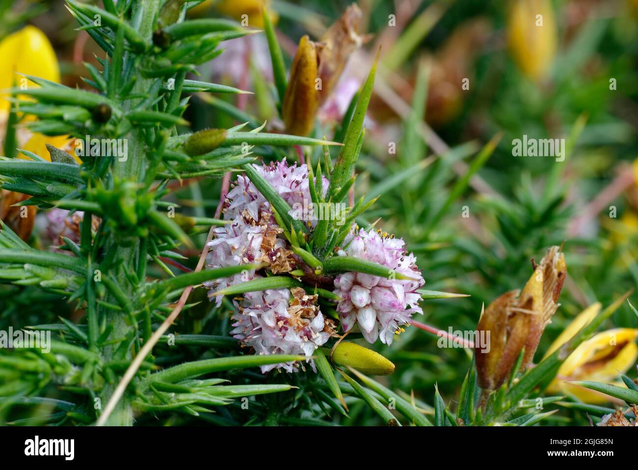 Common Dodder - Cuscuta epithymum on Western Gorse - Ulex gallii ...