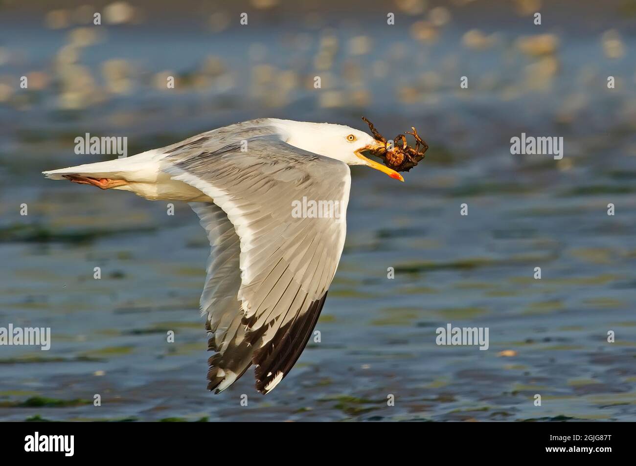 Crab flight with crab hi-res stock photography and images - Alamy