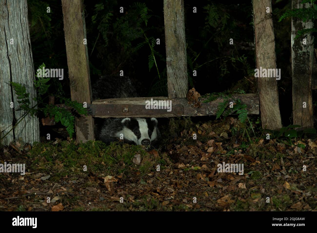 Badger (Meles meles), squeezing under woodland gate, Dumfries, SW ...