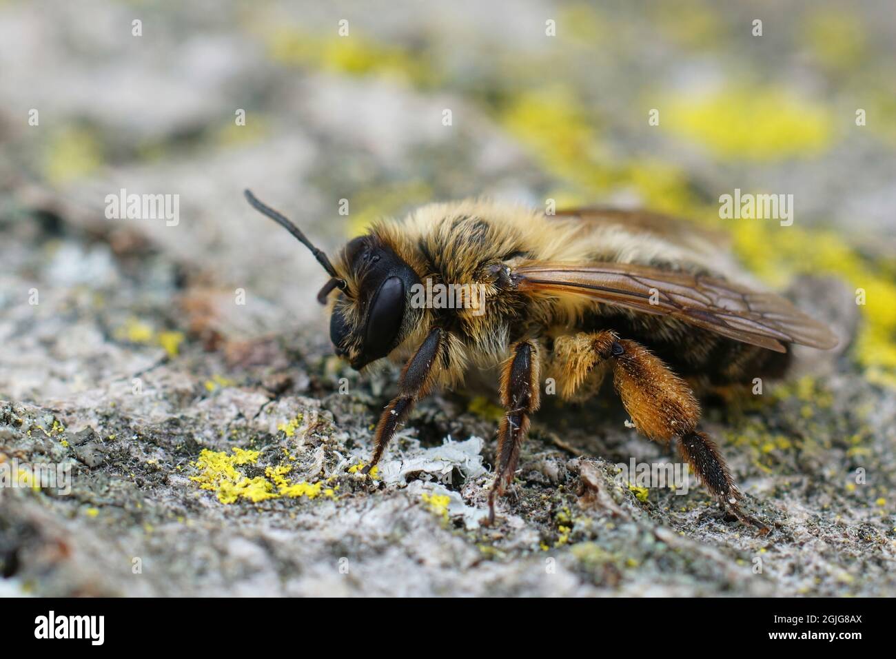Closeup on a female Buffish mining bee, Andrena nigroaenea Stock Photo ...