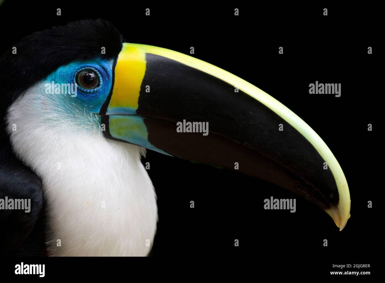 Close up of a toucan's head and bill on a plain black background Stock ...