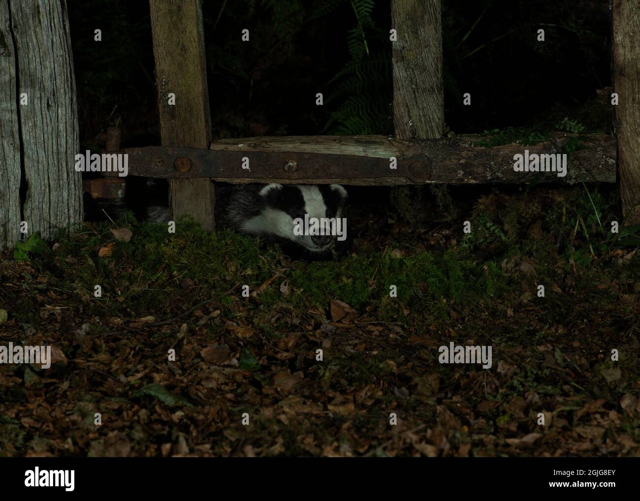 Badger (Meles meles), squeezing under woodland gate, Dumfries, SW ...