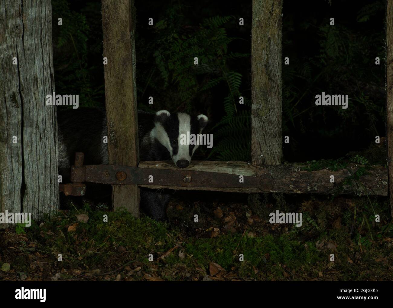 Badger (Meles meles), climbing through woodland gate, Dumfries, SW ...