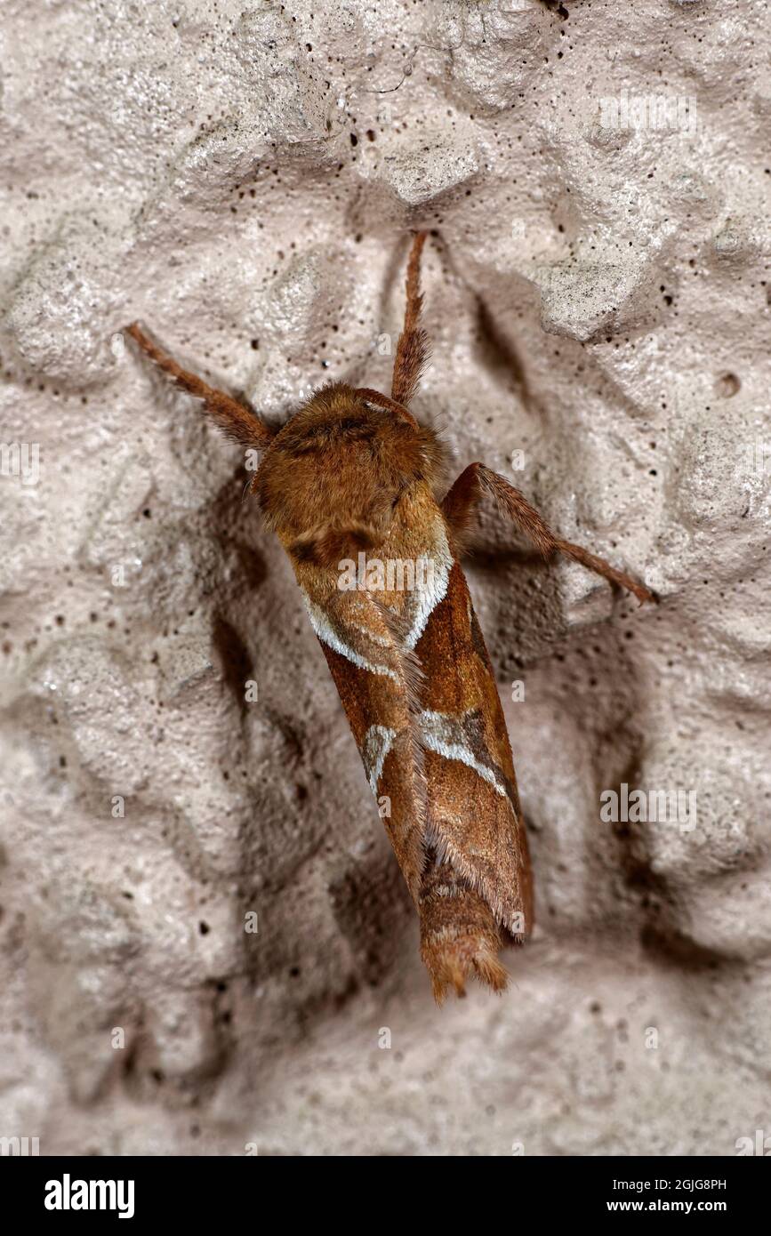 Orange Swift Moth - Hepialus sylvina roosting on wall Stock Photo - Alamy