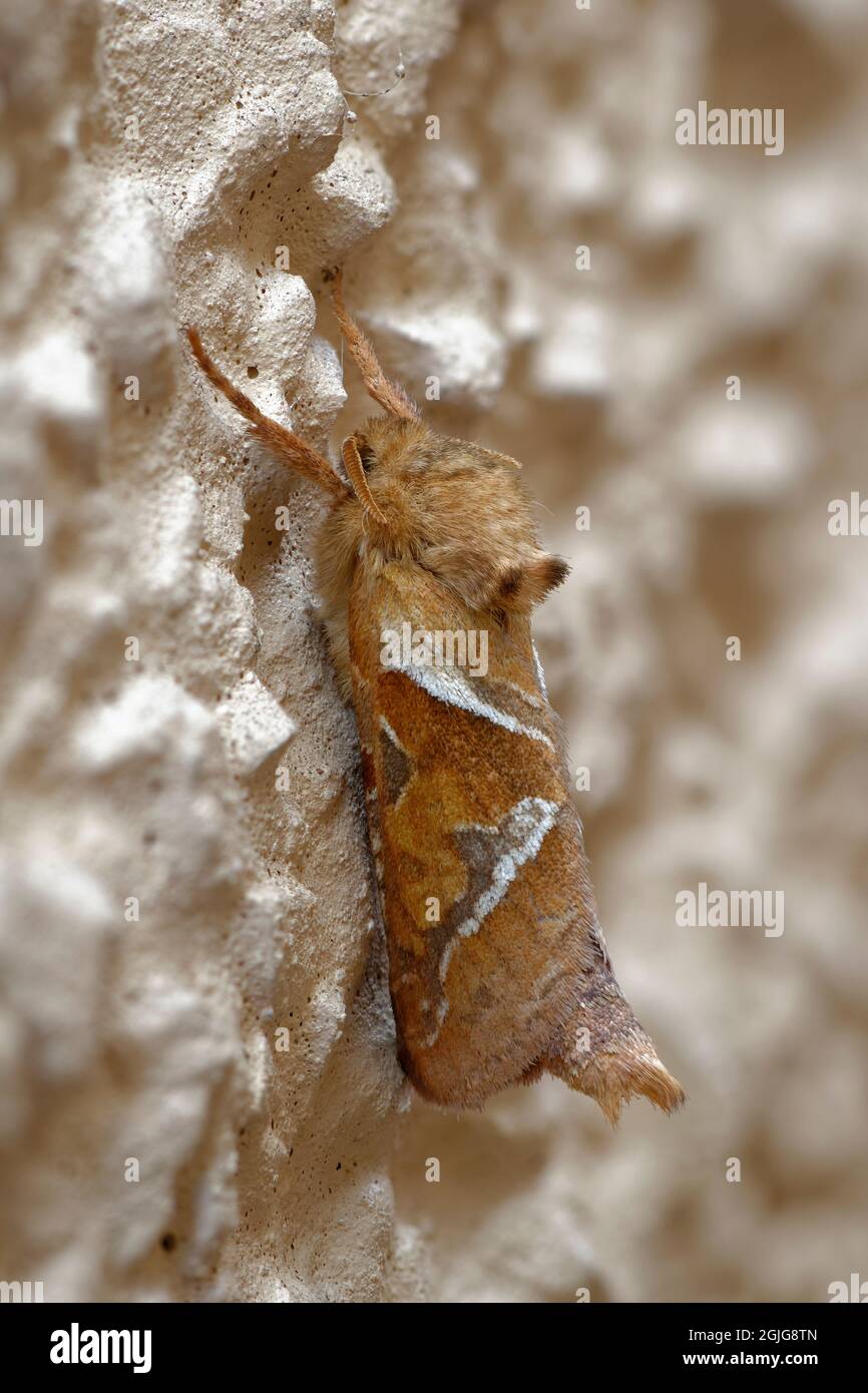 Orange Swift Moth - Hepialus sylvina roosting on wall Stock Photo - Alamy