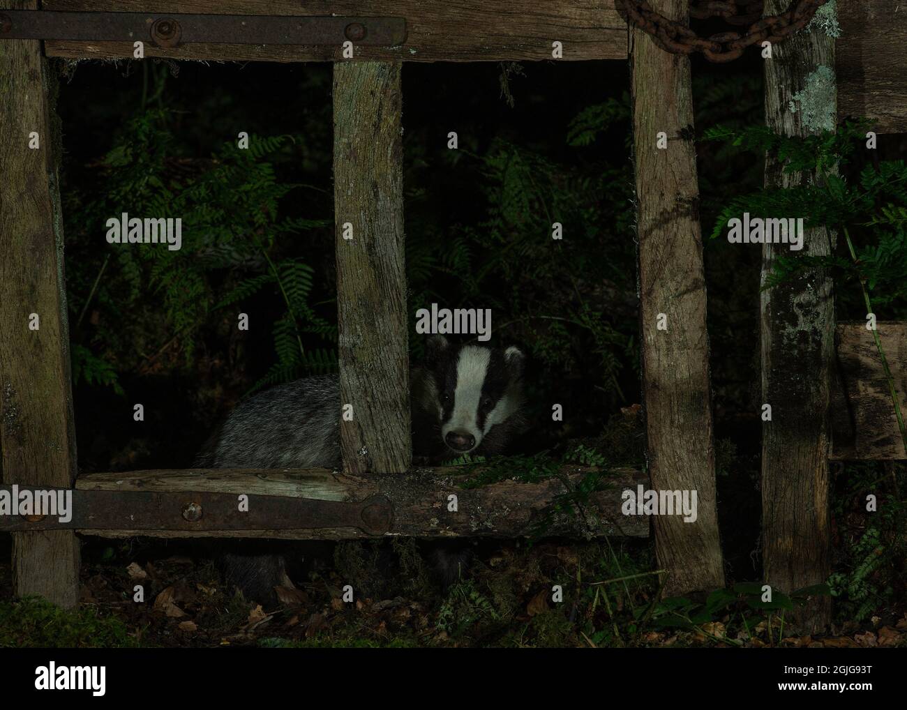 Badger (Meles meles), climbing through woodland gate, Dumfries, SW ...