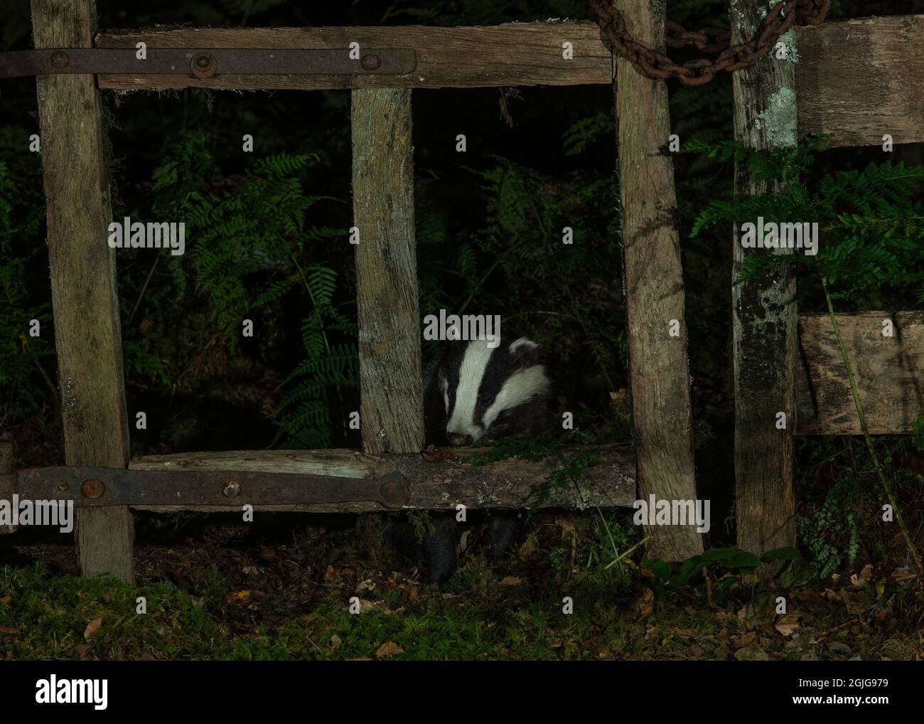 Badger (Meles meles), climbing through woodland gate, Dumfries, SW ...