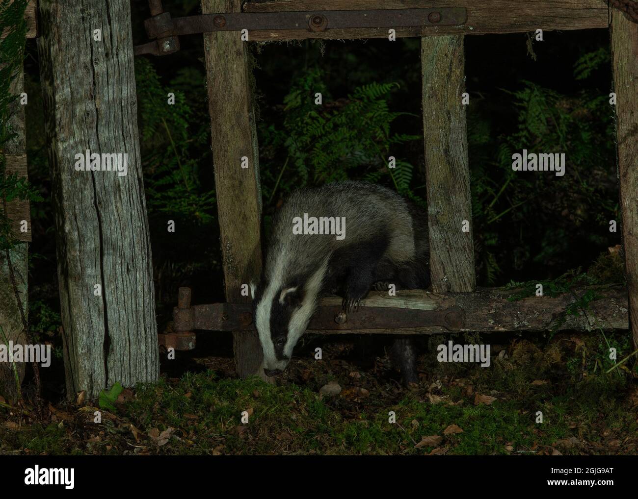 Badger (Meles meles), climbing through woodland gate, Dumfries, SW ...