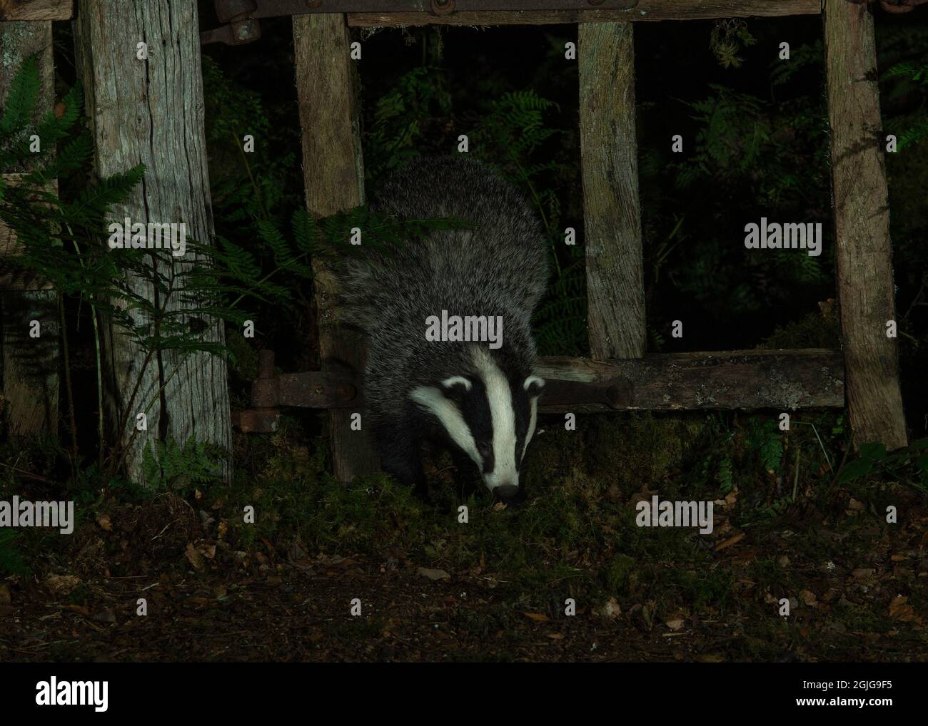 Badger (Meles meles), climbing through woodland gate, Dumfries, SW ...