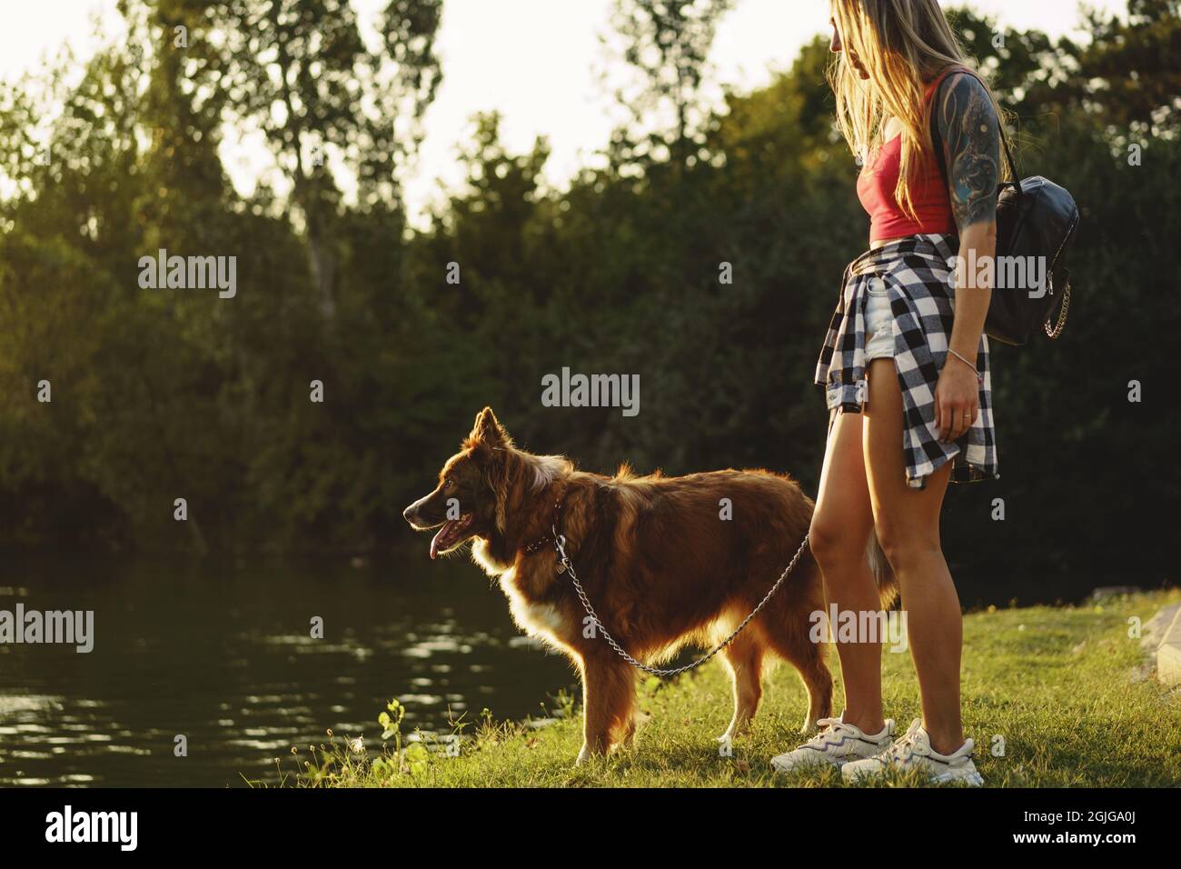 Border Collie dog on a walk in park with it's female owner Stock Photo ...