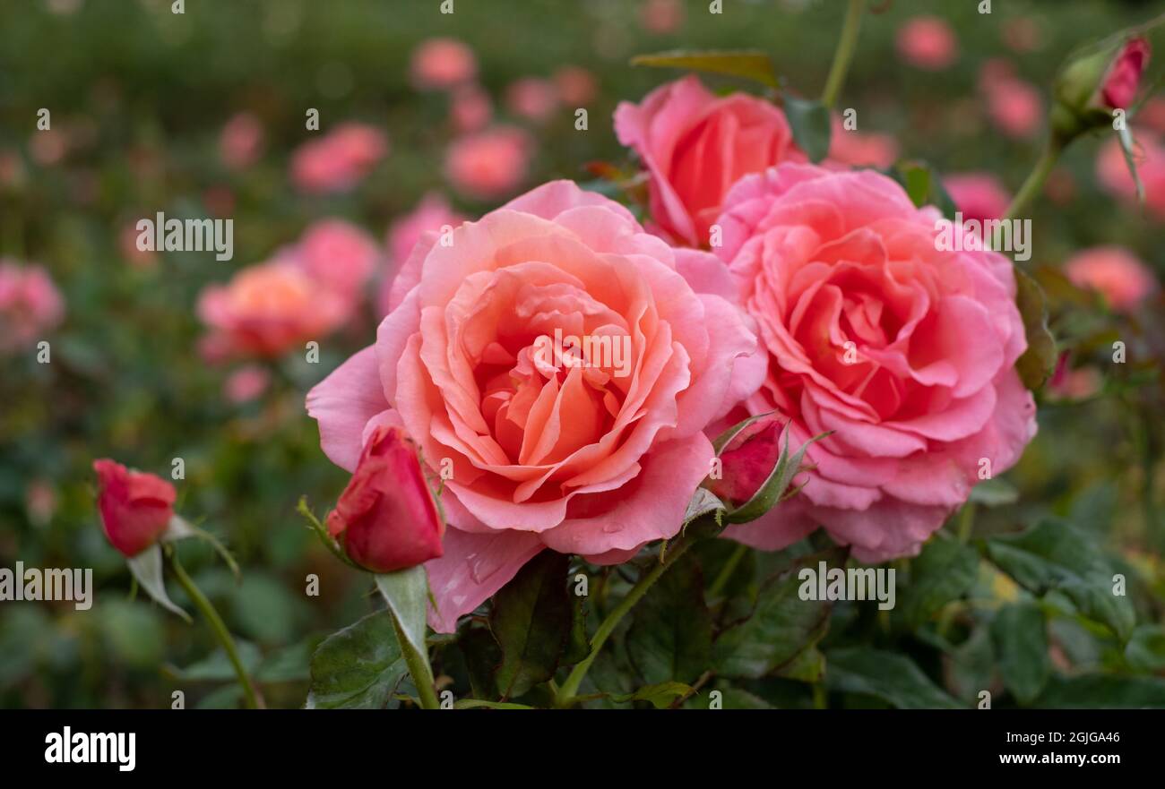 Pink roses by name of 'Lovey Lady', photographed in a garden in central ...