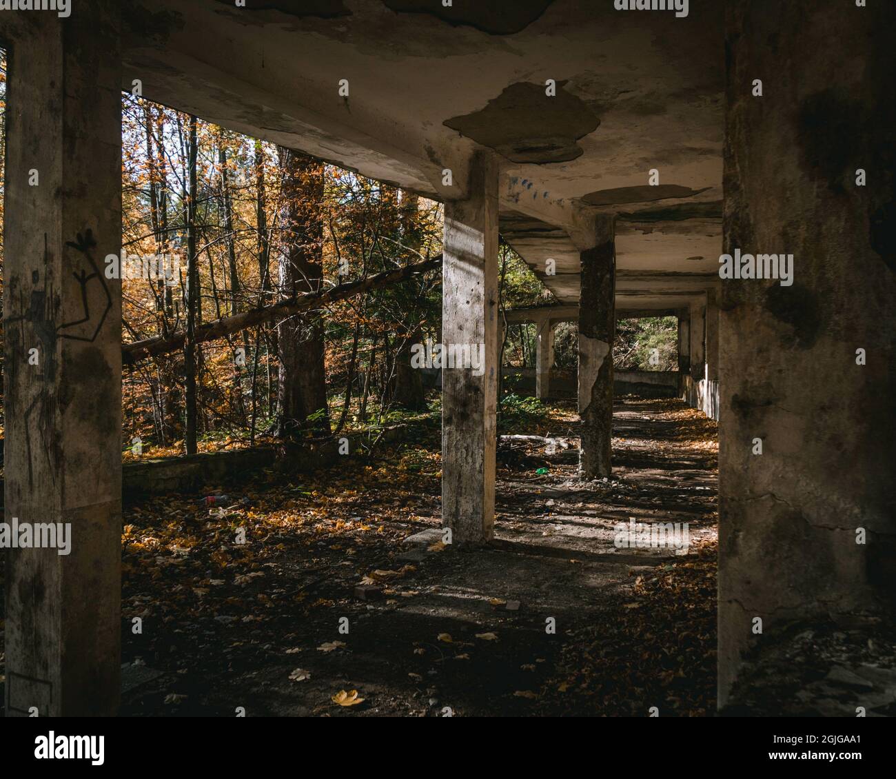 Abandoned broken building in a forest Stock Photo - Alamy