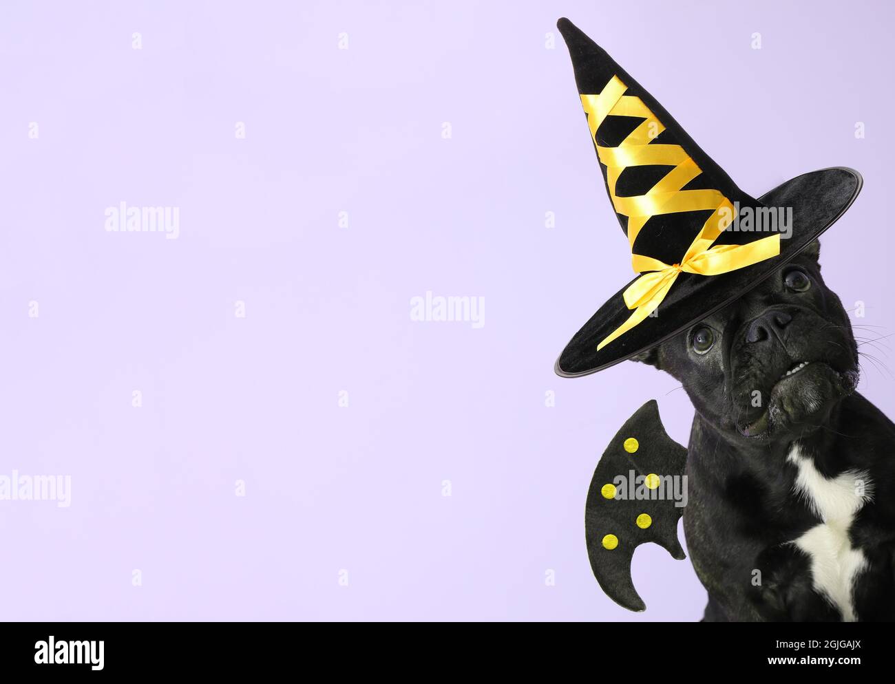 Funny dog with Halloween decor on color background Stock Photo - Alamy