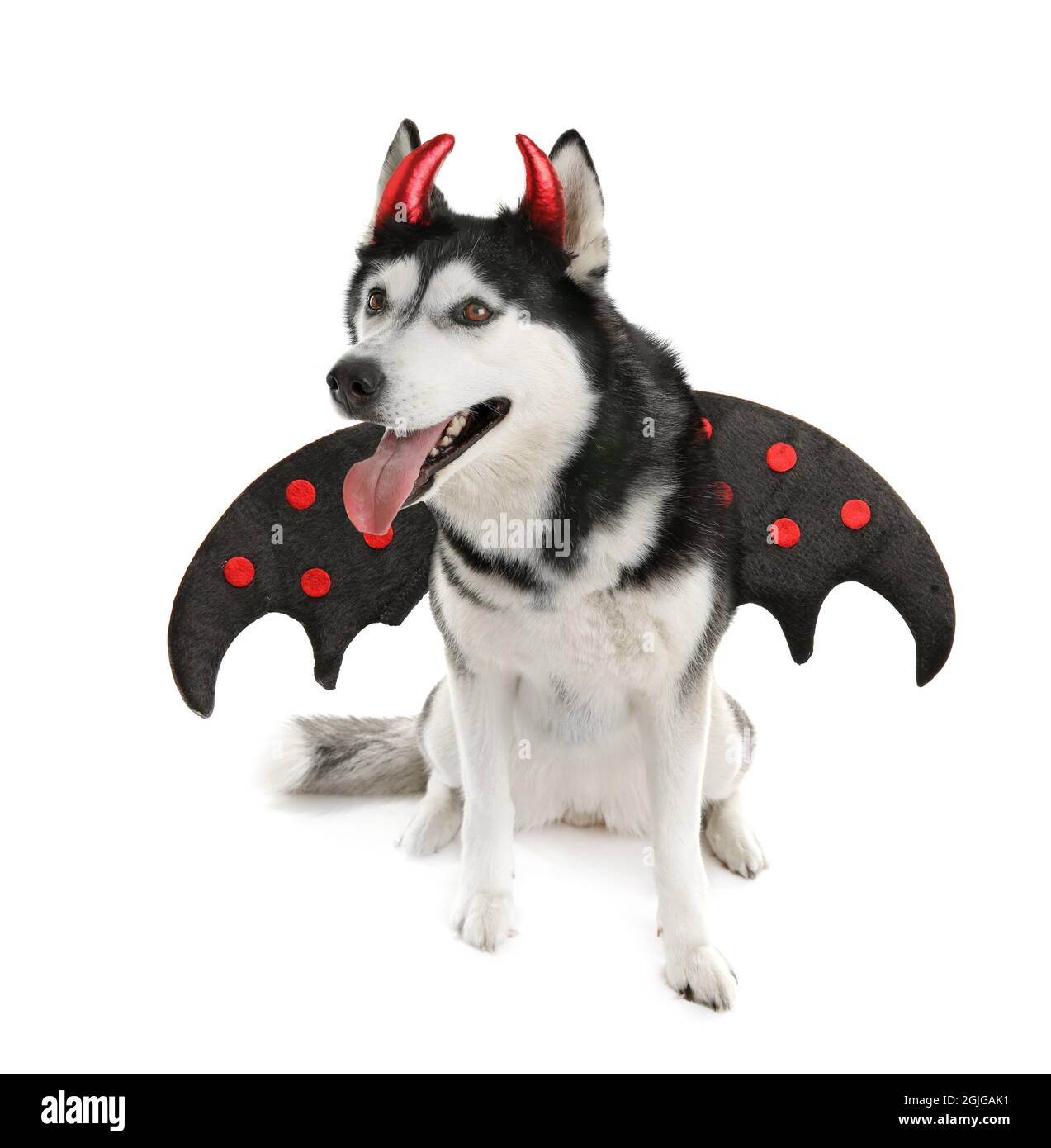 Scary husky Cut Out Stock Images & Pictures - Alamy