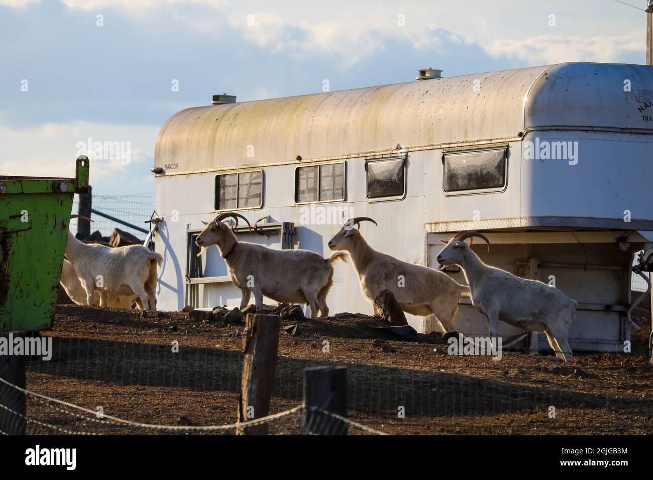 Enclosed animals hi-res stock photography and images - Alamy