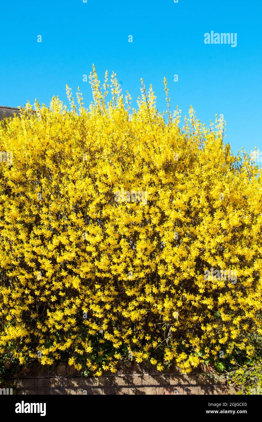 Forsythia x intermedia Lynwood bush with bright yellow flowers in full ...