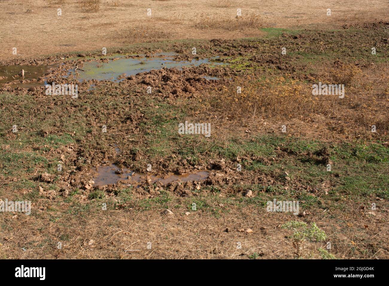 Shot of a field covered in mud, puddles, grass, and wet soil Stock ...