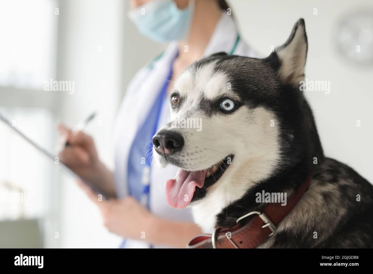 Cute husky dog in vet clinic Stock Photo - Alamy