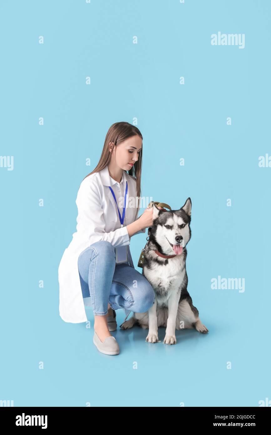 Veterinarian with cute dog on color background Stock Photo - Alamy