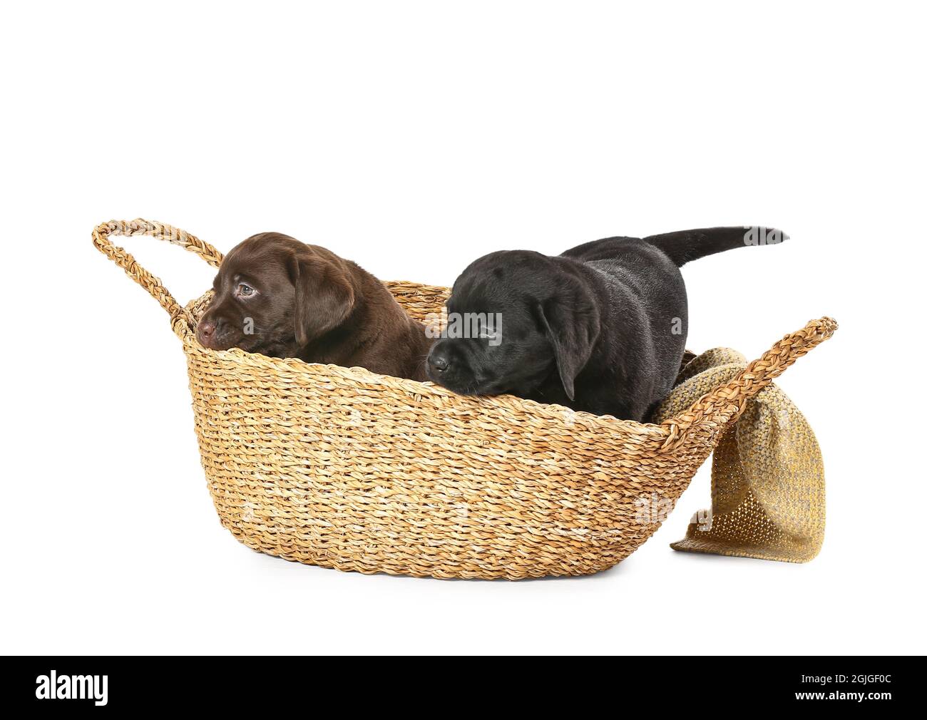 Cute Labrador puppies in basket on white background Stock Photo - Alamy
