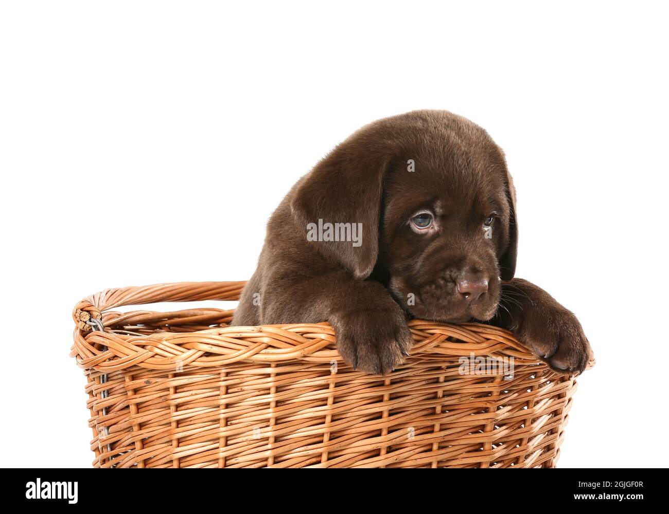 Cute Labrador puppy in basket on white background Stock Photo - Alamy