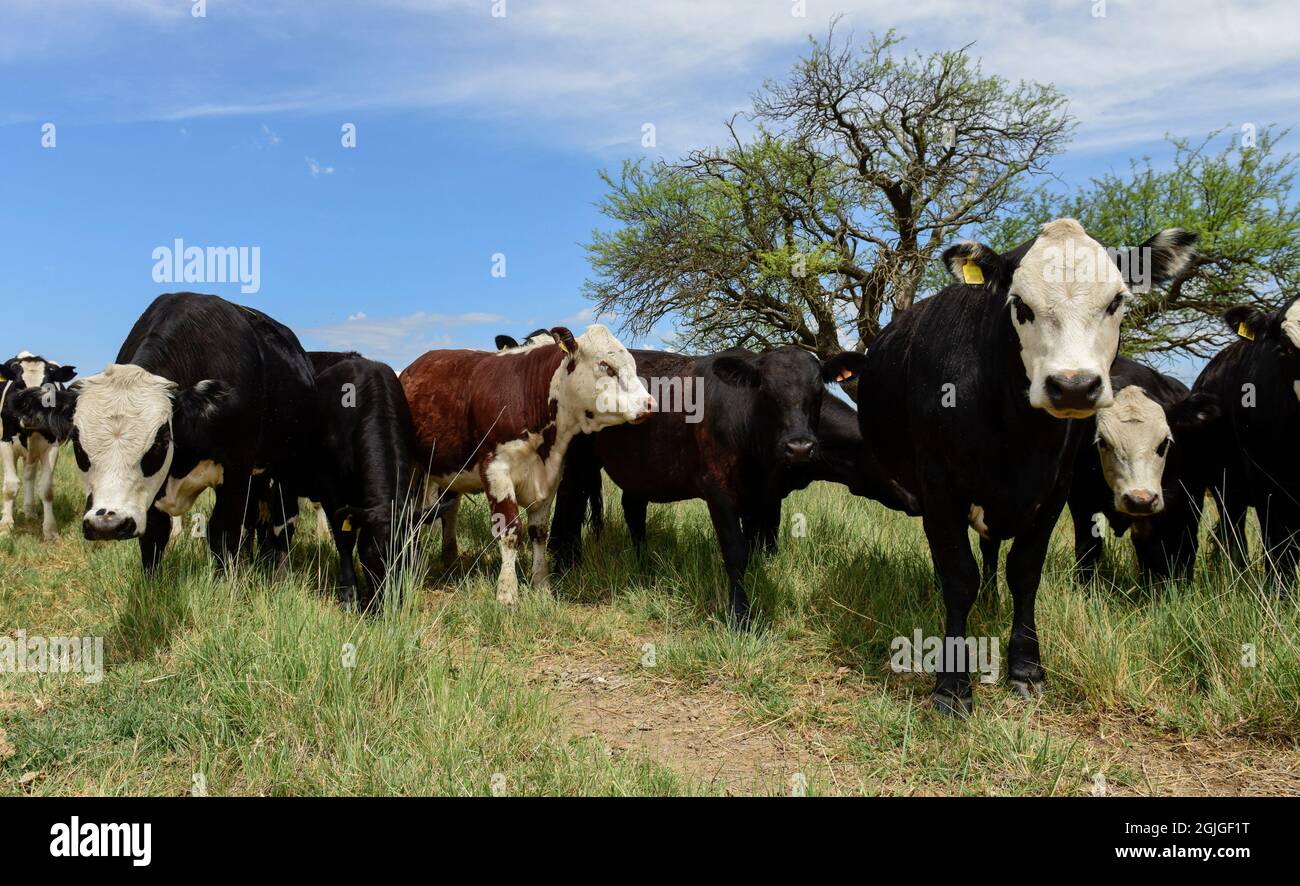 Cows raised with natural pastures, meat production in the Argentine ...