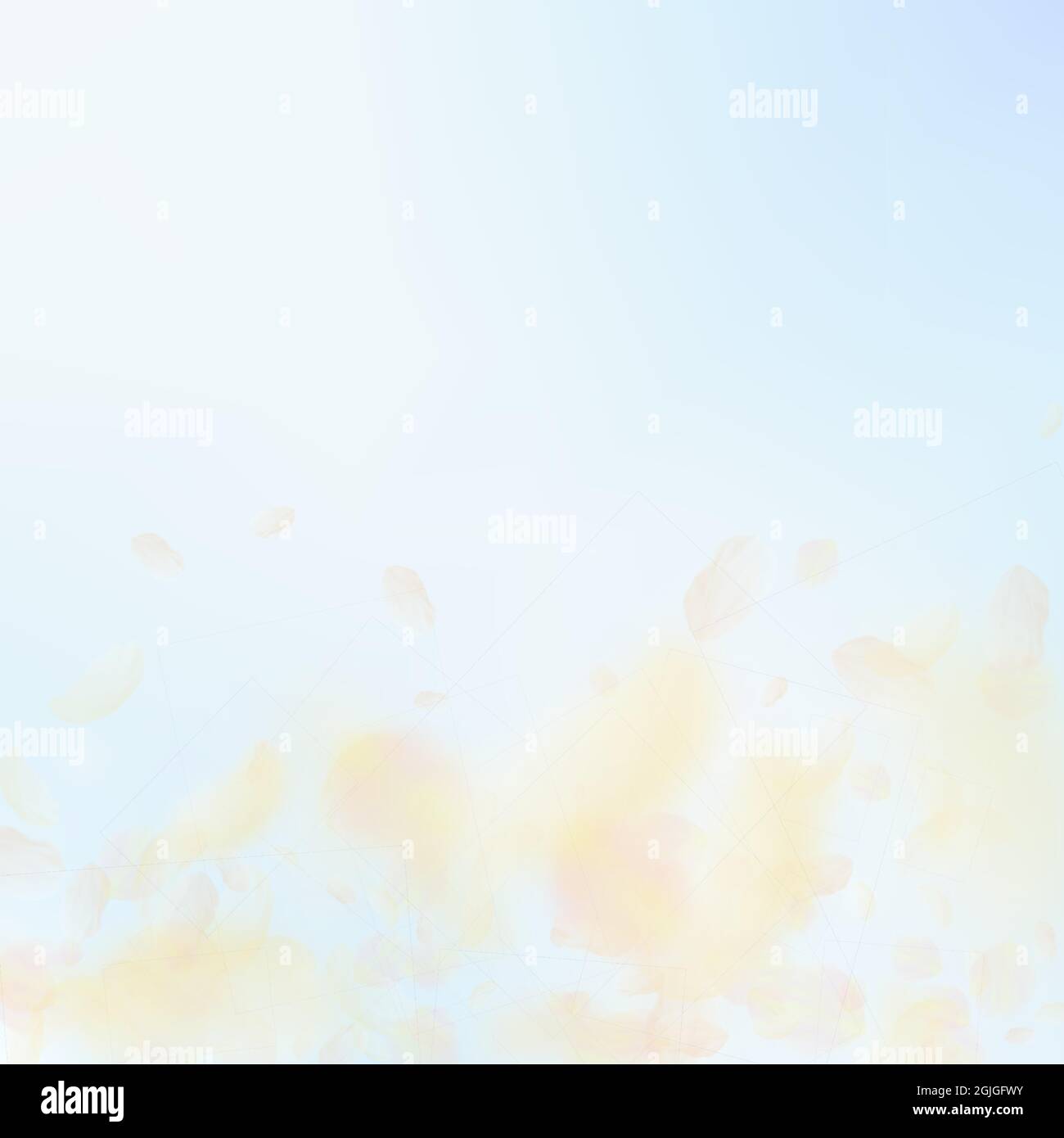 Yellow orange flower petals falling down. Elegant romantic flowers ...