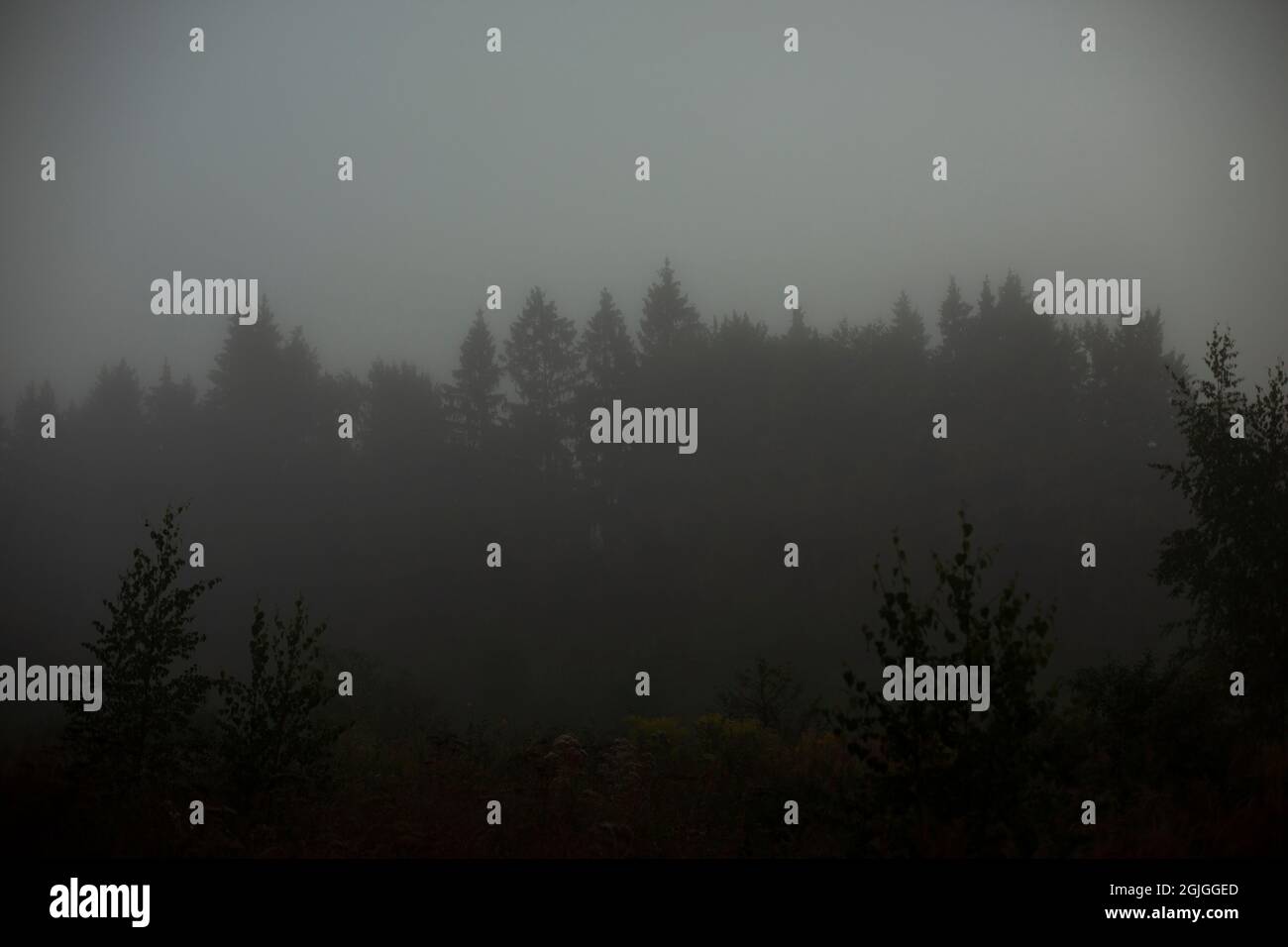 Foggy morning in the woods. Increased humidity in nature. A dark forest ...