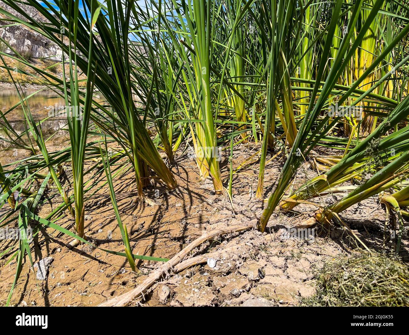 Green vegetation in the lake or wetland . Sunny summer day in La ...