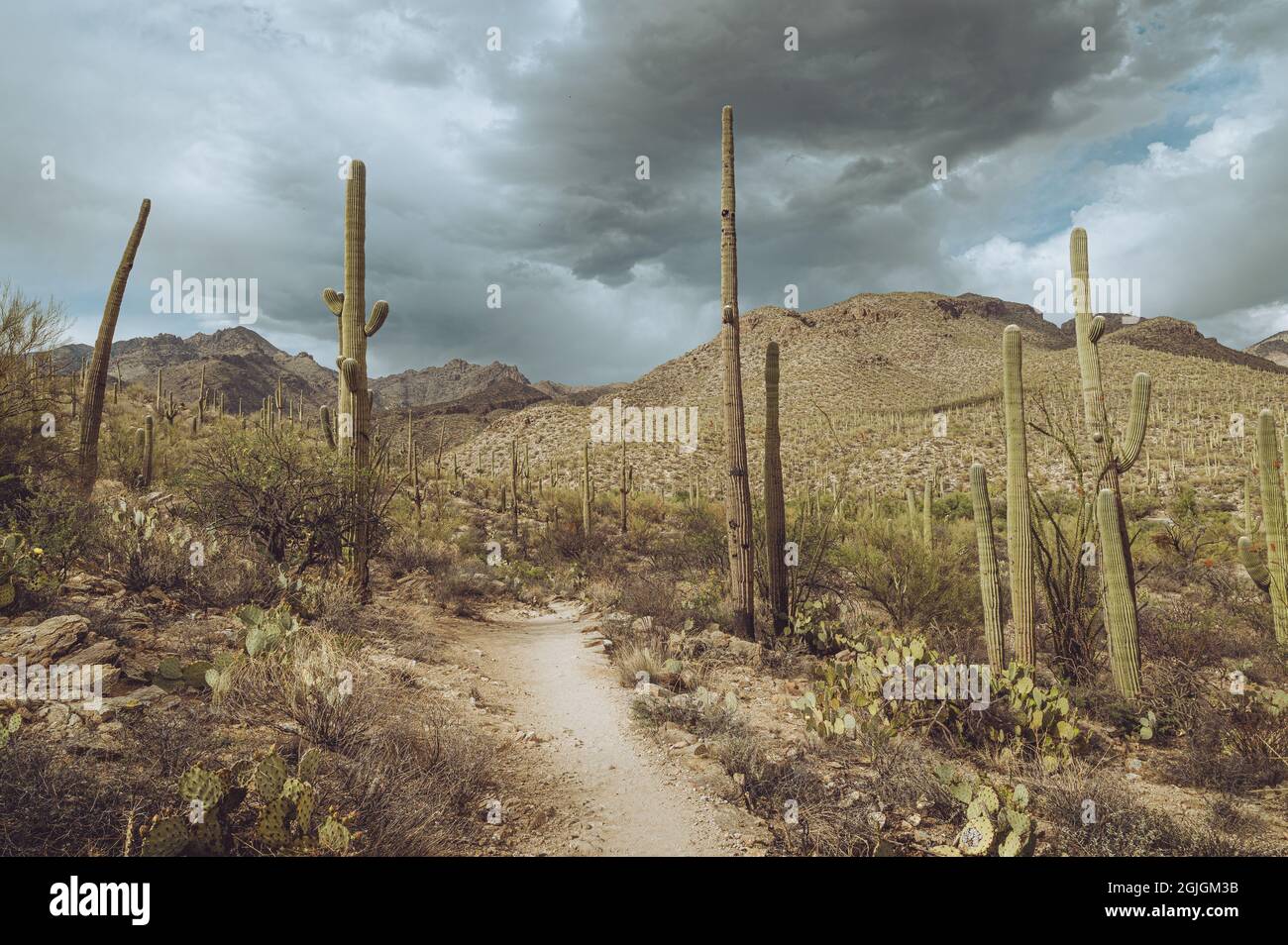 Saguaros by a hiking trail in Sabino Canyon, Tucson Arizona Stock Photo ...