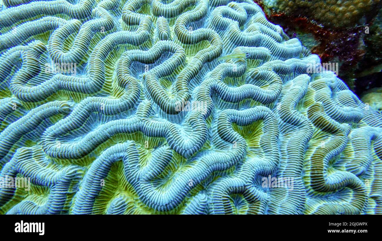 Brain coral reefs hi-res stock photography and images - Alamy