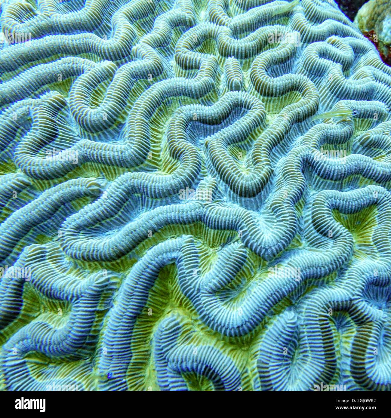 Brain Coral Found In Shallow Reefs Is A Common Name Of Various Corals brain-coral-found-in-shallow-reefs-is-a-common-name-of-various-corals