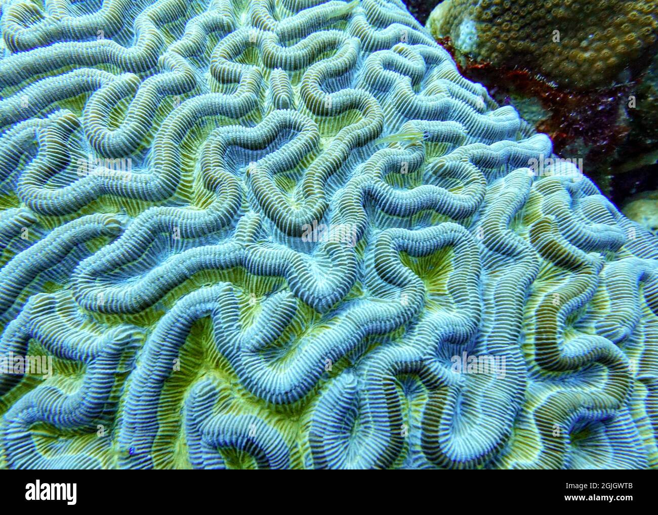 Brain coral found in shallow reefs is a common name of various corals ...