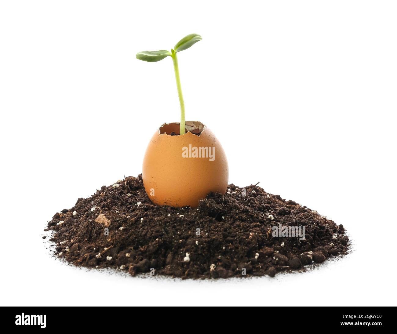 Green seedling in eggshell with heap of soil on white background Stock ...