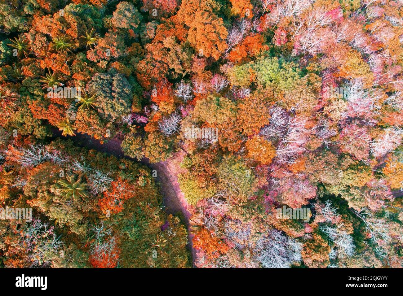 Top down drone aerial view of autumn leaves hi-res stock photography ...
