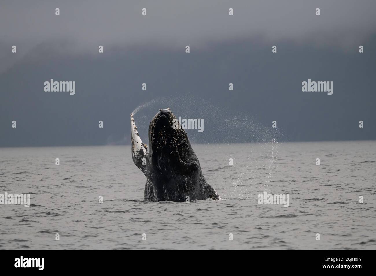 Baranof Island Humpback Whales High Resolution Stock Photography and ...