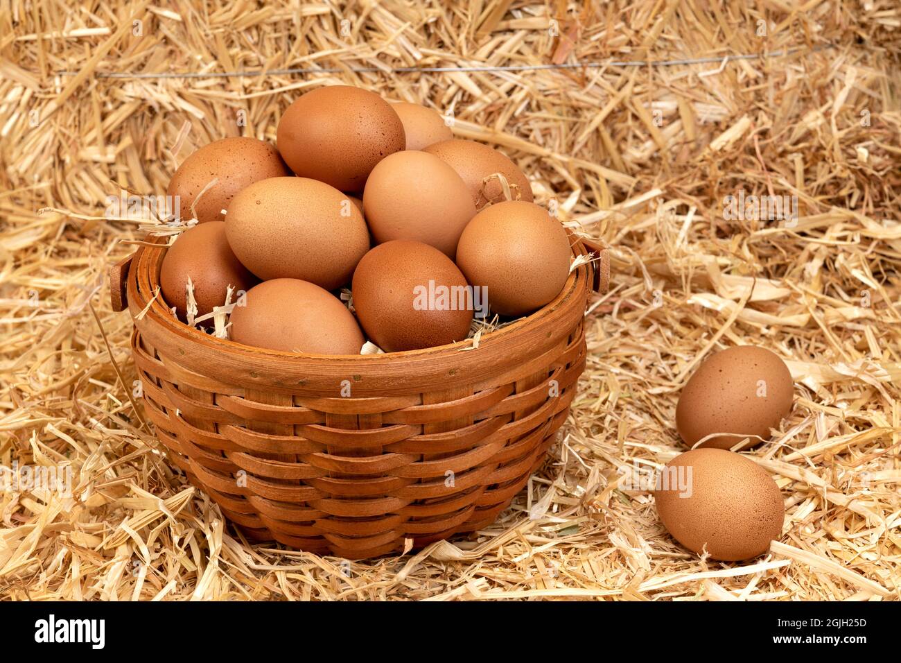 A small brown, basket of freshly collected eggs resting on barn hay ...