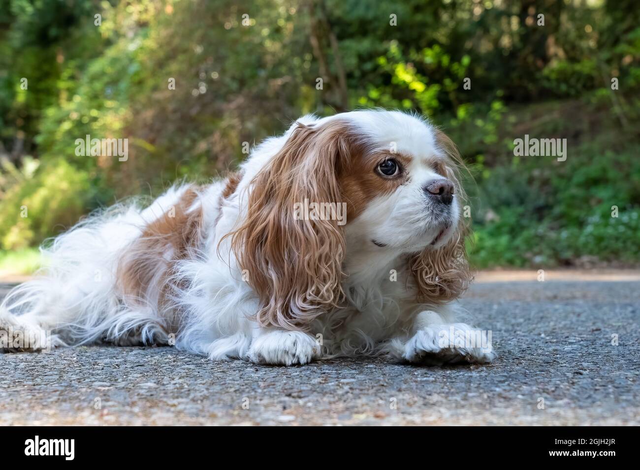 Contented dog hi-res stock photography and images - Alamy