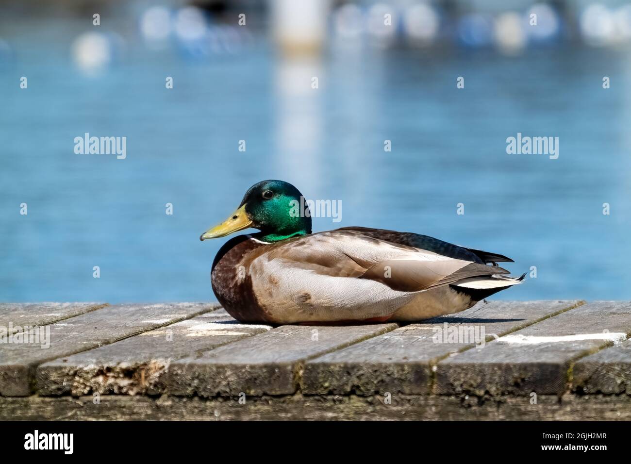 Issaquah, Washington, USA. Male Mallard Duck sunning on a pier next to ...