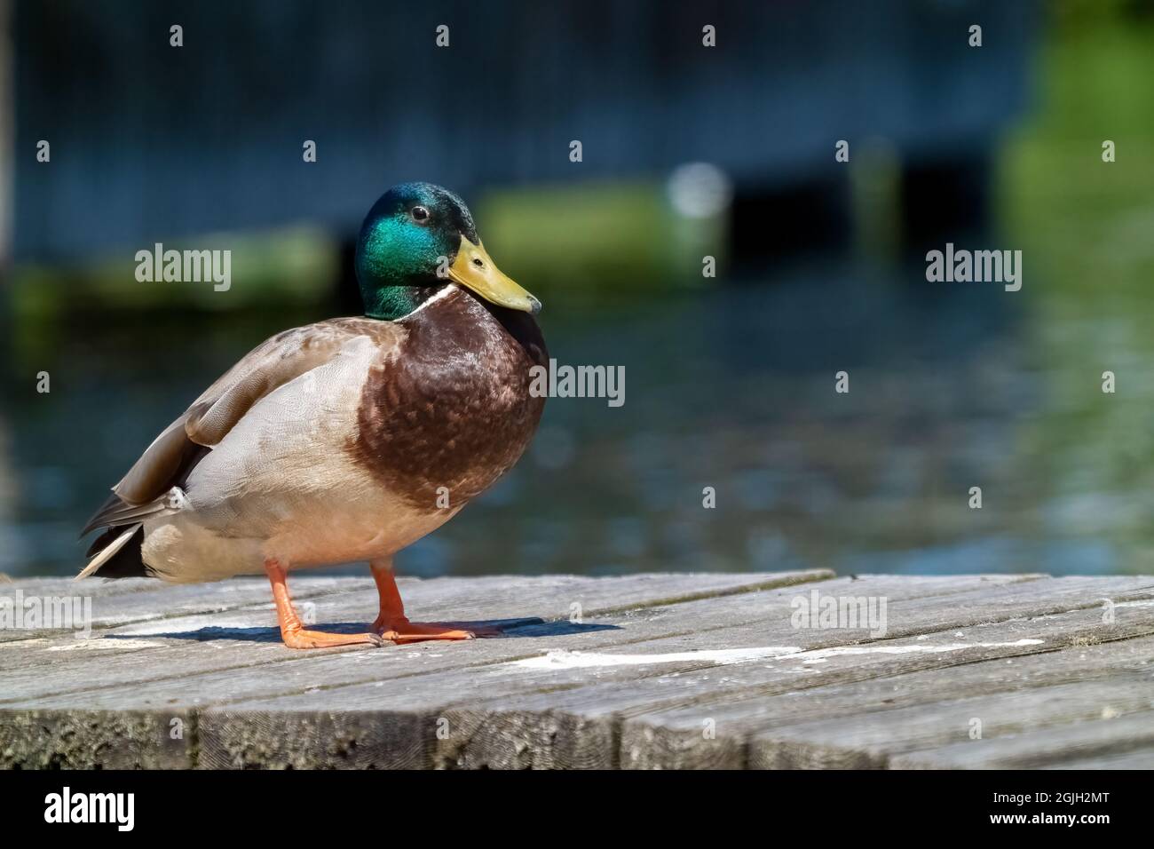 Issaquah, Washington, USA. Male Mallard Duck standing on a pier next to ...