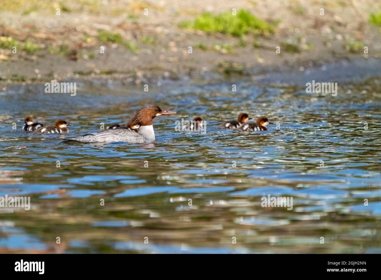 Issaquah, Washington, USA. Female Common Merganser duck and her ...
