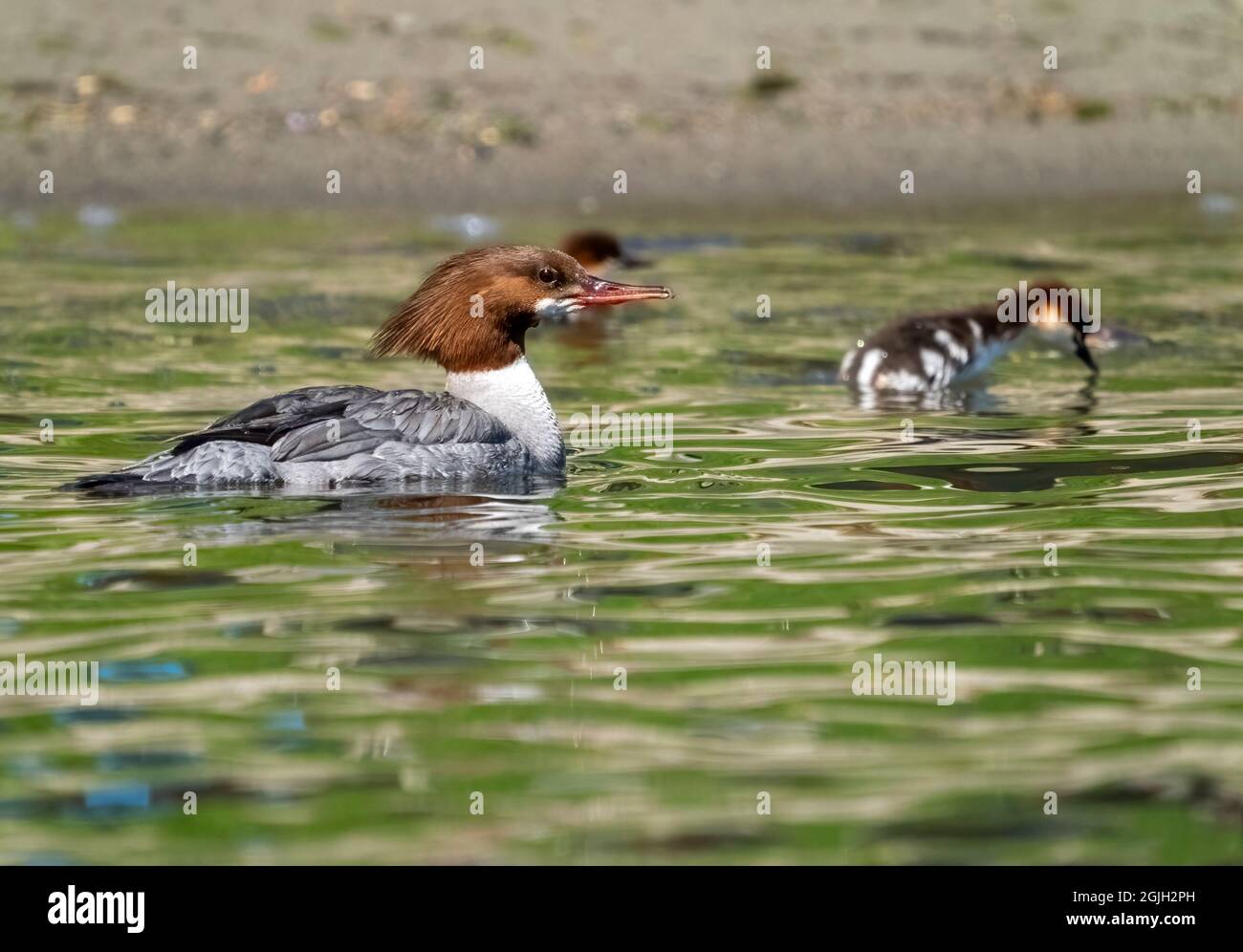 Issaquah, Washington, USA. Female Common Merganser duck and her ...